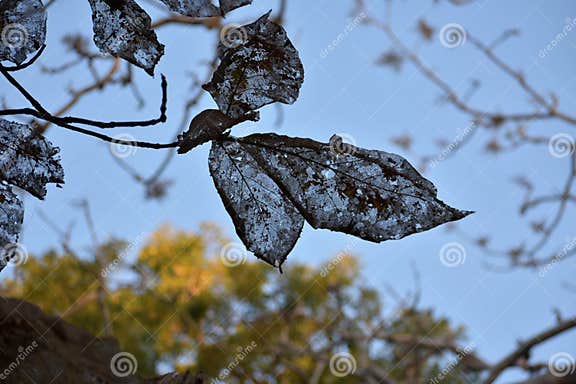 Infected tree stock image. Image of tree, bacteria, infected - 116093085
