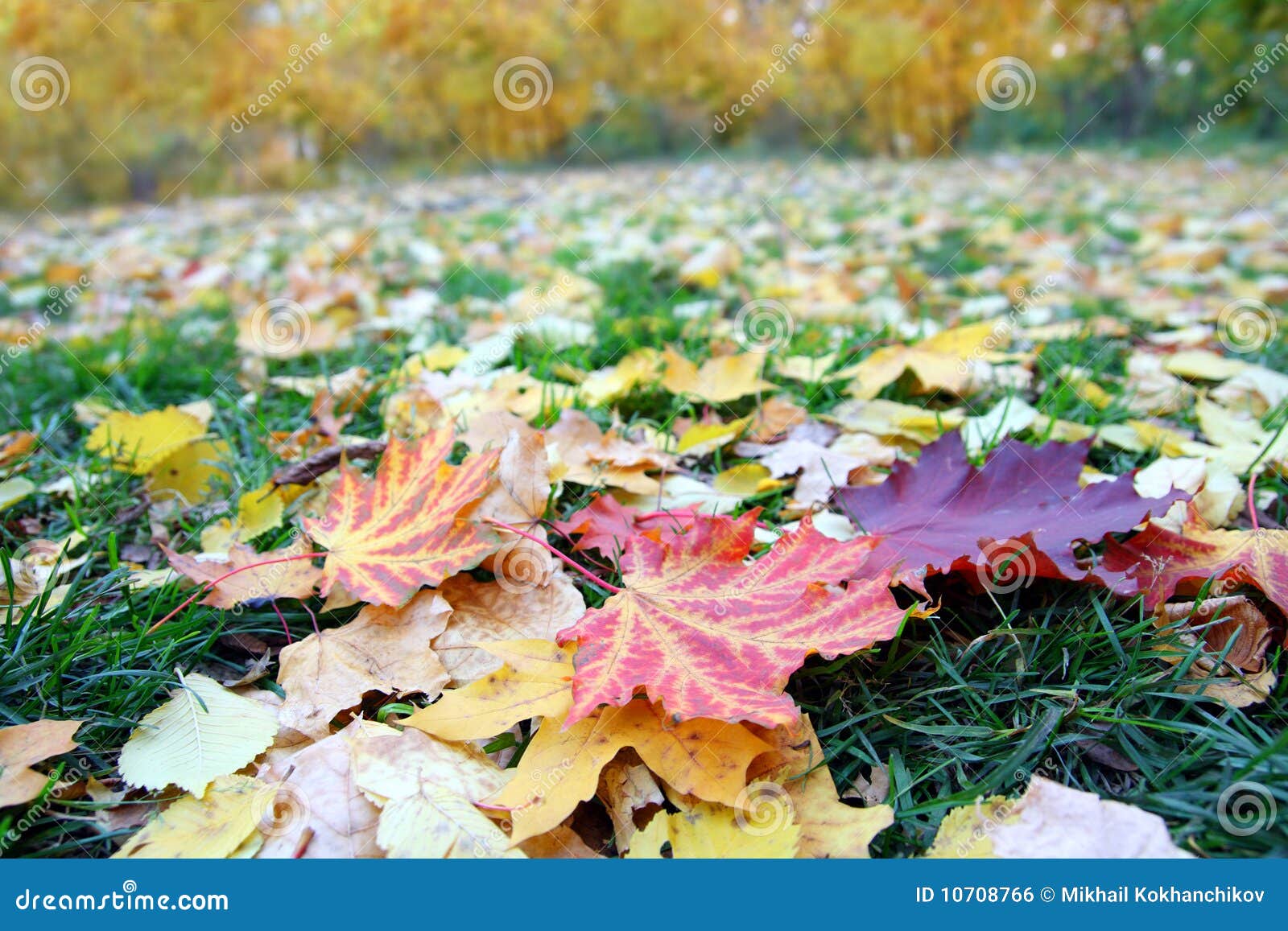 Leaves on Grass in Autumn Park Stock Photo - Image of grass, bright ...