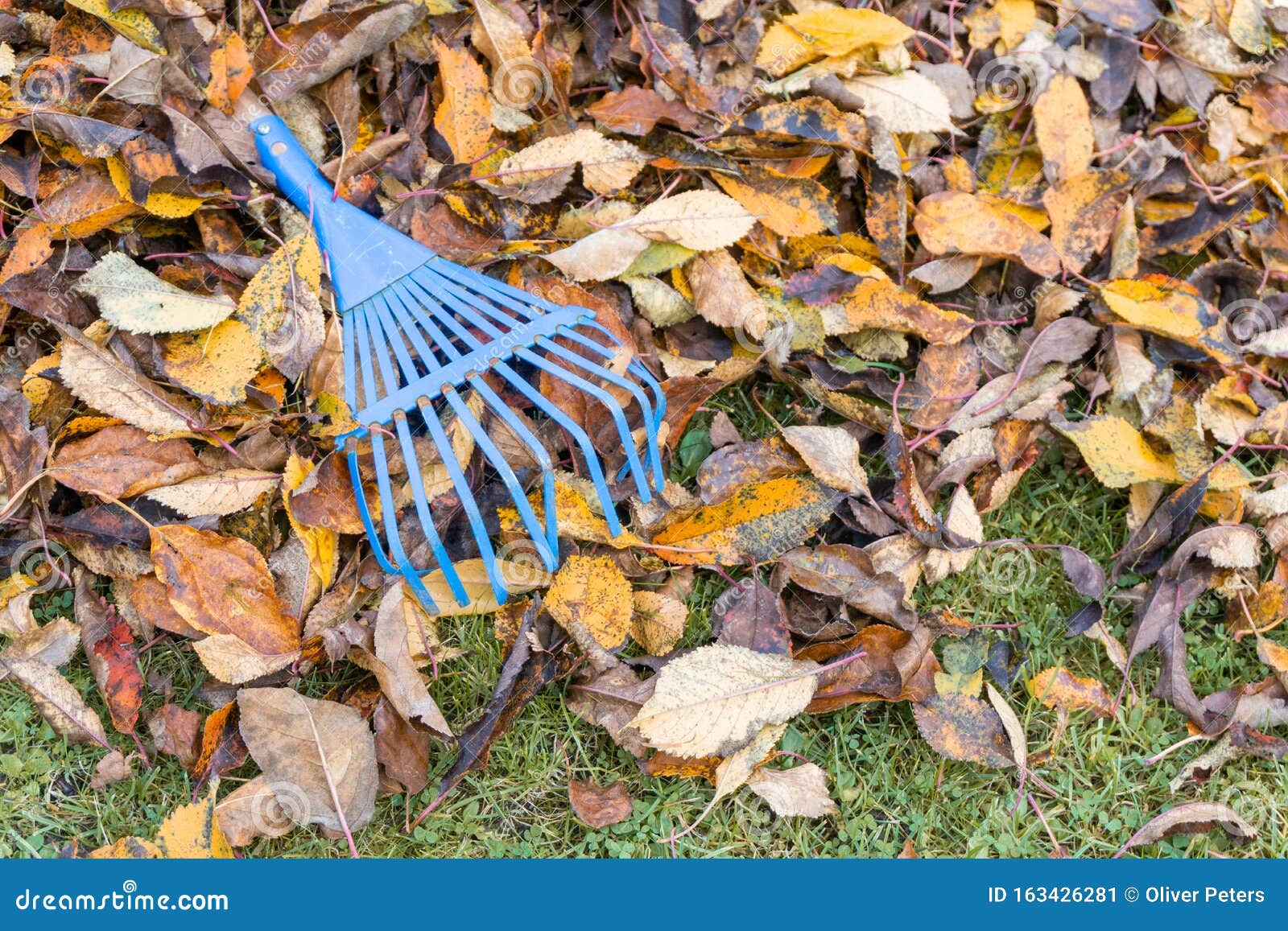 Leaves on the Grass with Blue Rake Stock Image - Image of autumn ...