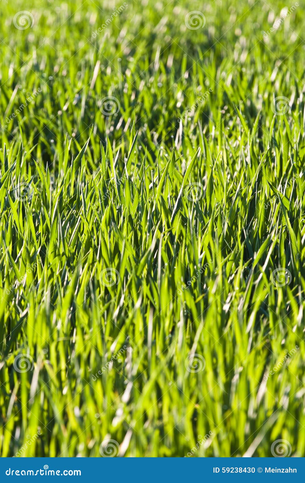 Leaves of Grass and Wheat with Dew Stock Photo - Image of outback ...