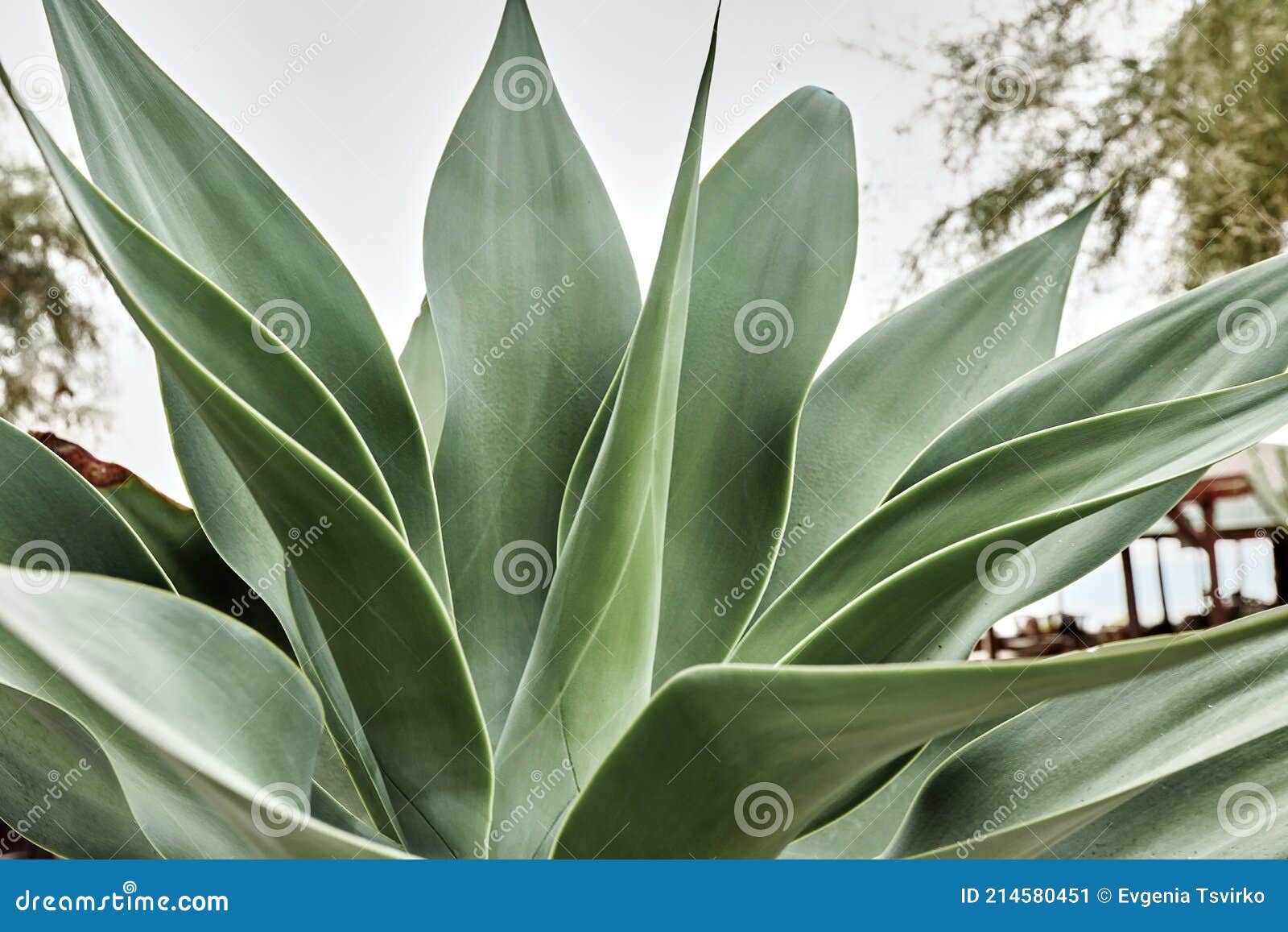 Leaves of the Green Agave Plant, Succulent. Thin Sharp Edges of the ...