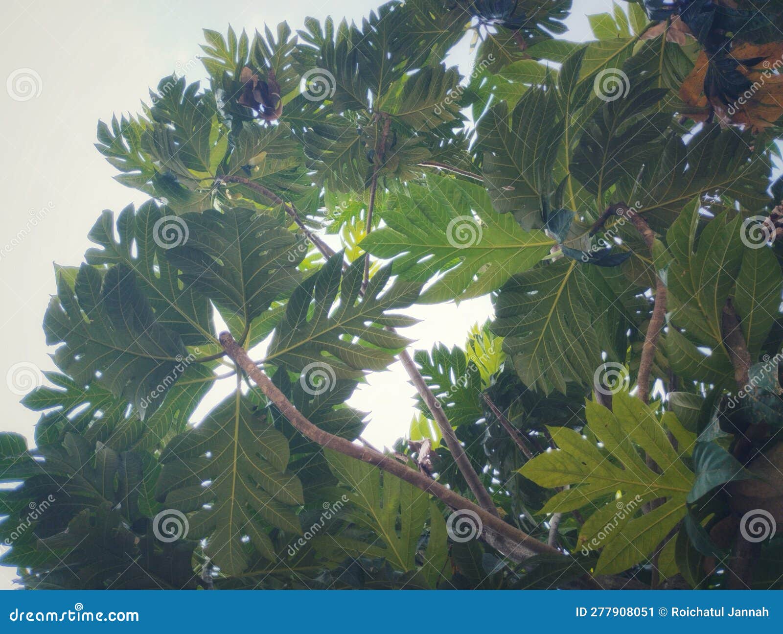 Leaves green Daun hijau stock image. Image of leaves - 277908051