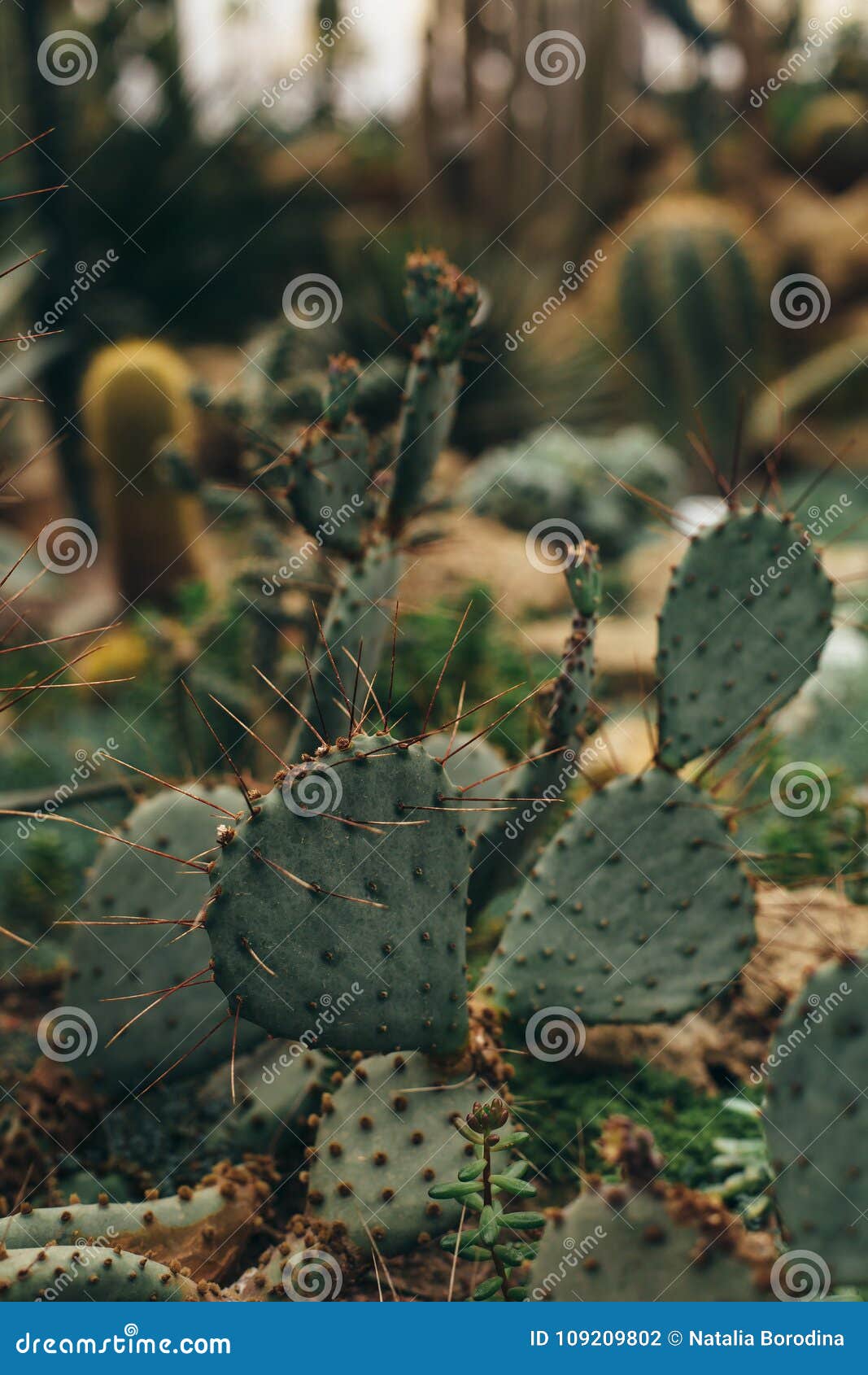 Green Cactus with Sharp Torns Stock Photo - Image of natural, cacti ...