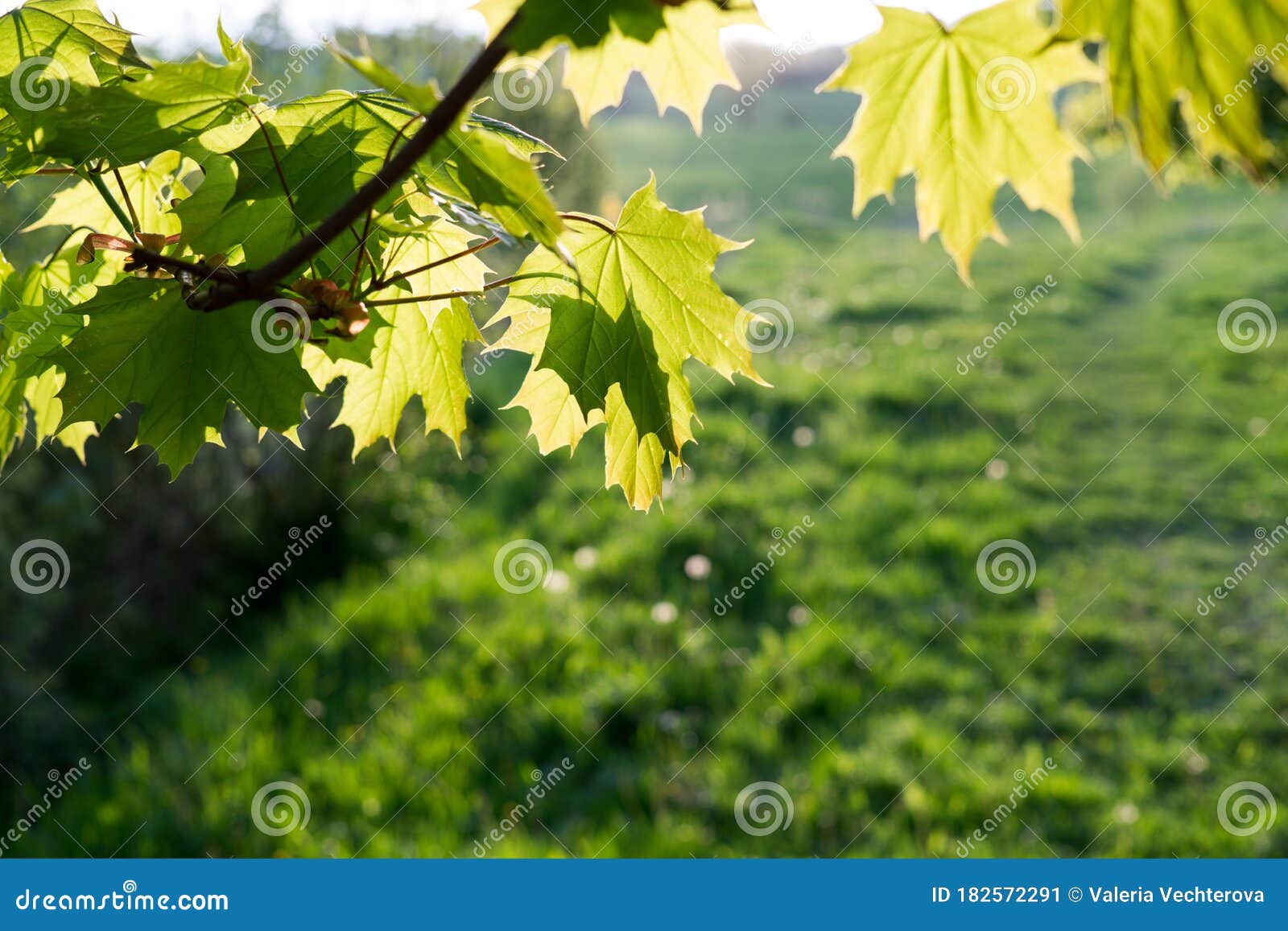 Leaves of the Green Maple Tree during Sunset. Stock Image - Image of ...