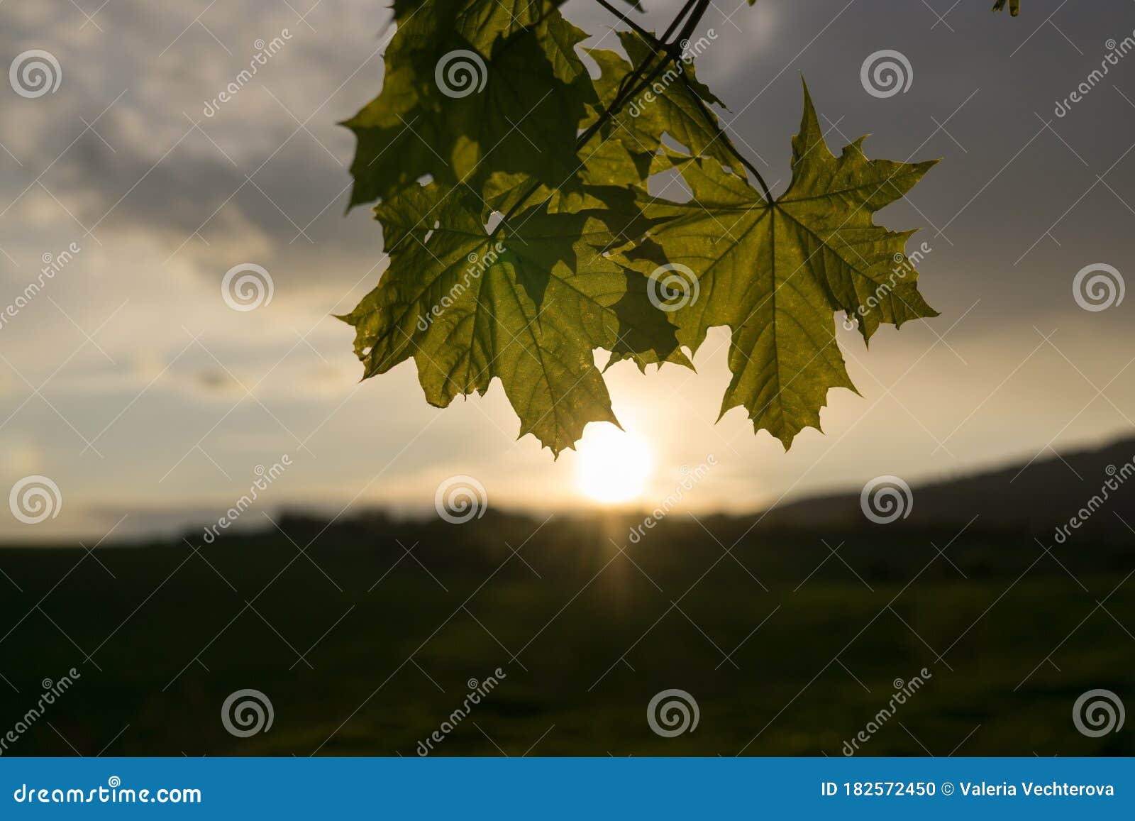 Leaves of the Green Maple Tree during Sunset. Stock Photo - Image of ...