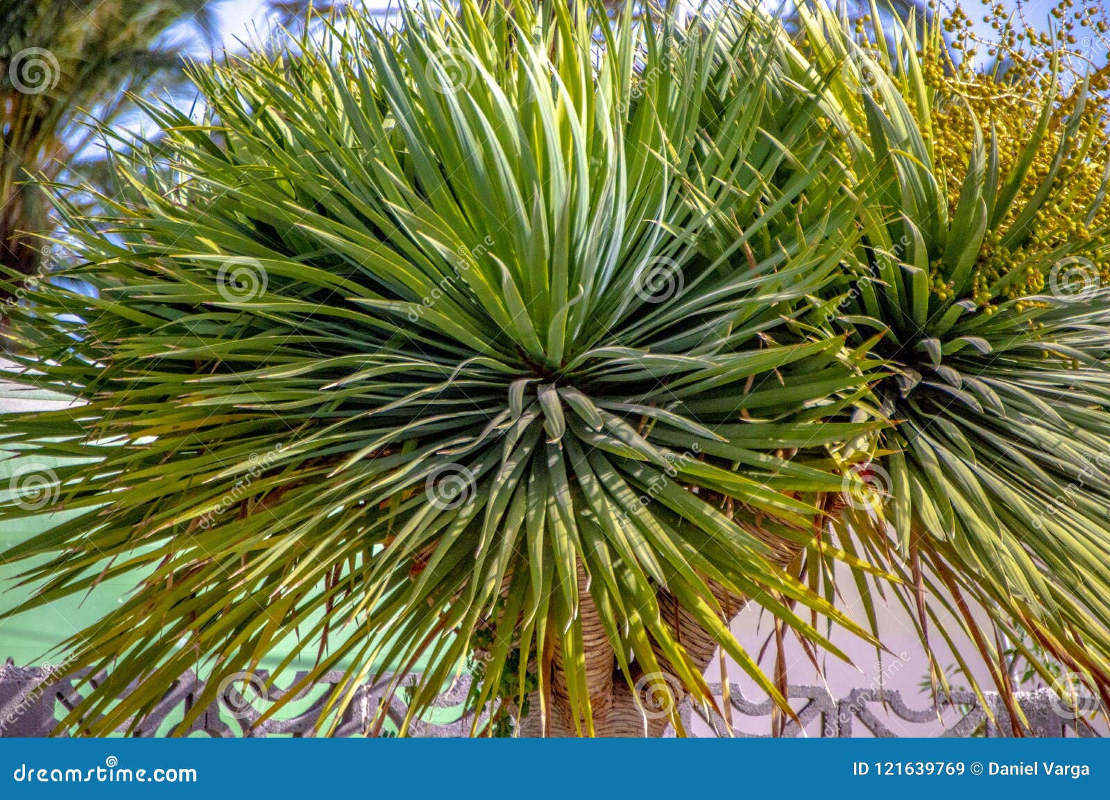 Leaves of Green Palm Tree Head Stock Image - Image of tropical, bright ...