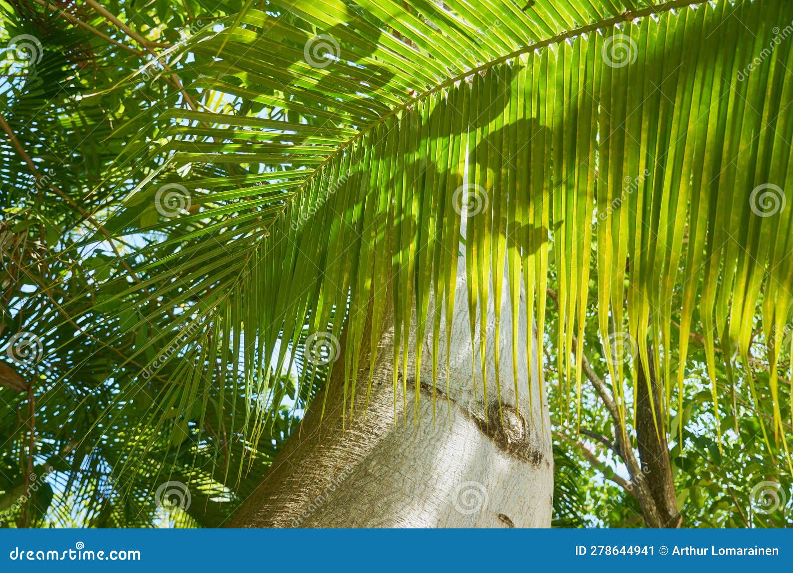 The Leaves of a Green Palm Tree and the Trunk of a Tropical Tree As a ...