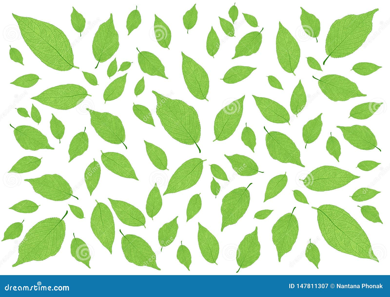 Leaves Green Pattern on White Background Illustration Dreamstime,com ...