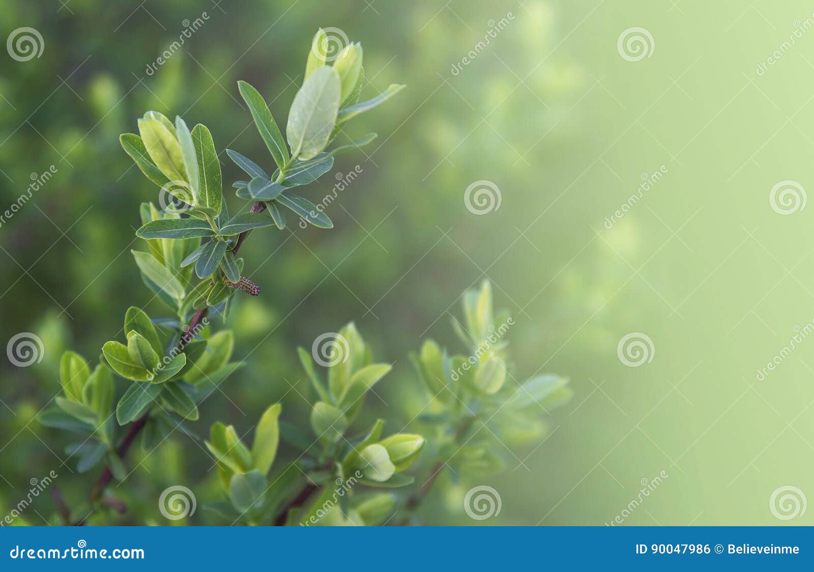 Leaves of a Green Plant in Soft Evening Light. Stock Photo - Image of ...