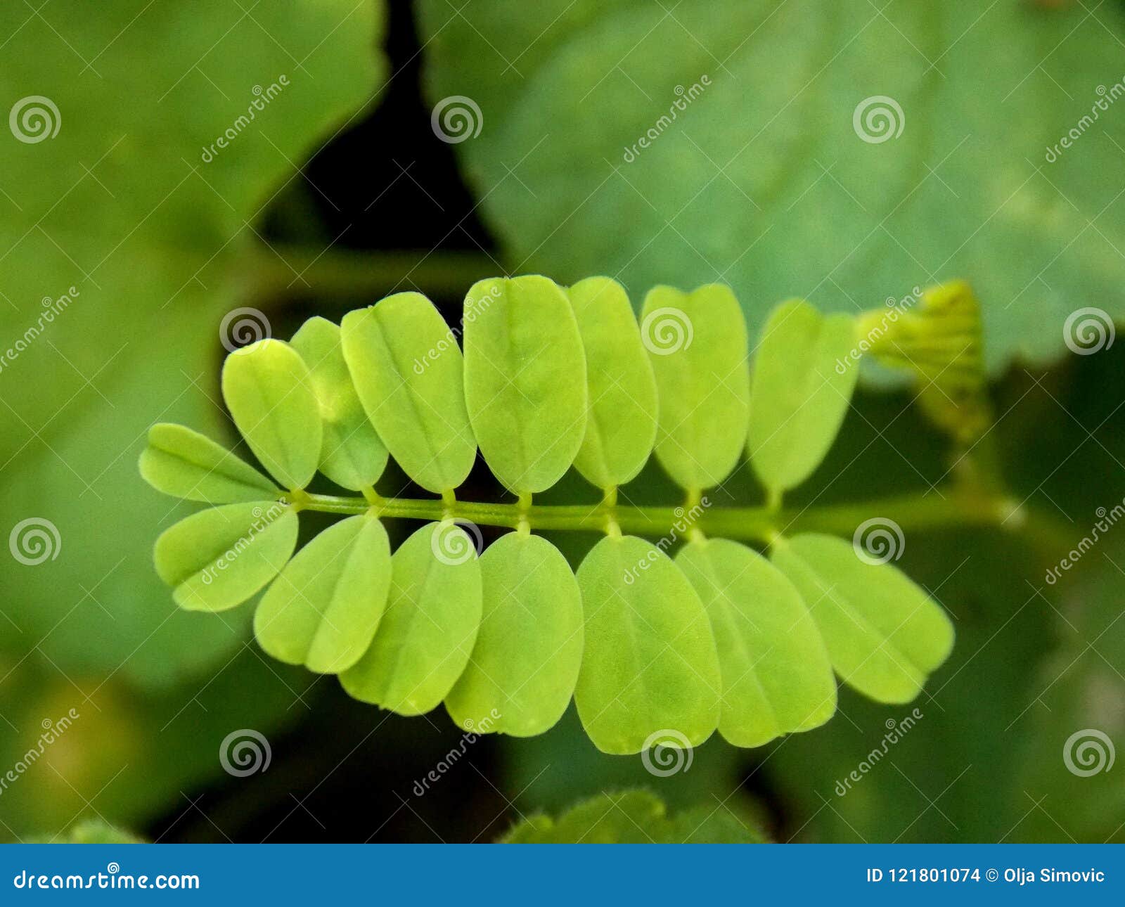 Leaves of green plants stock photo. Image of nature - 121801074
