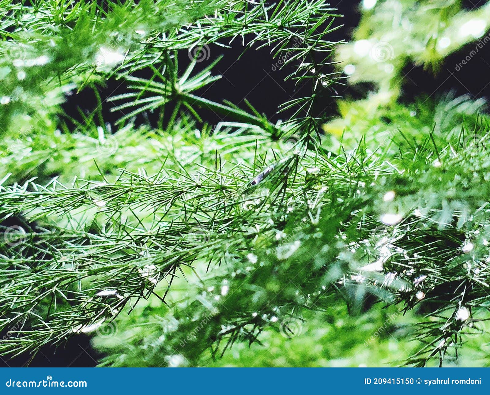 Leaves green spurce stock photo. Image of leaves, leaf - 209415150