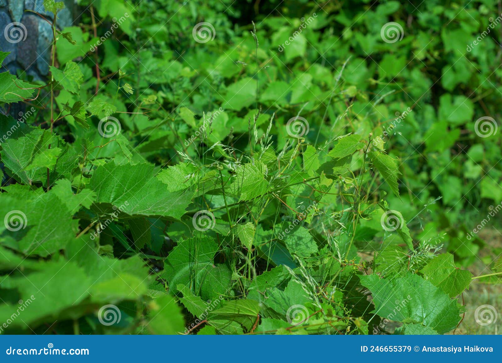 The Leaves Of The Green Vineyard Mingled With The Grass Royalty-Free ...