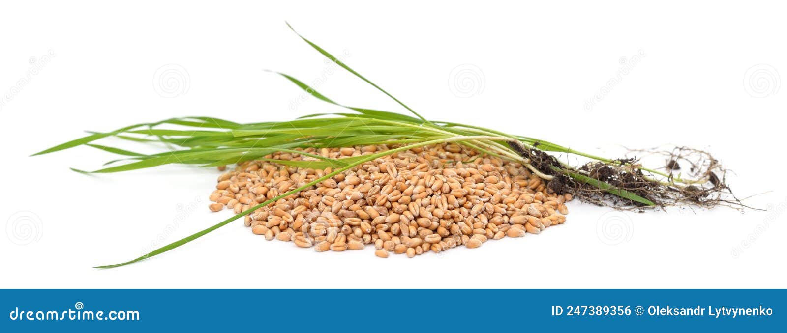 Leaves of Green Wheat in a Pile of Grain Stock Photo - Image of ...