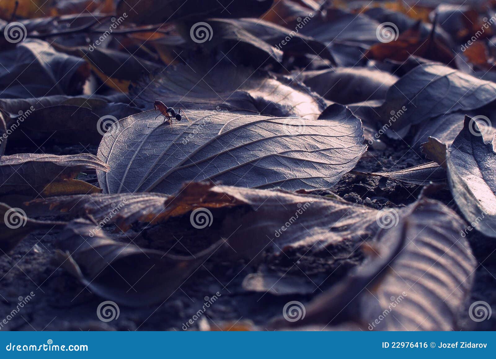 Leaves on the ground stock photo. Image of grass, autumn - 22976416