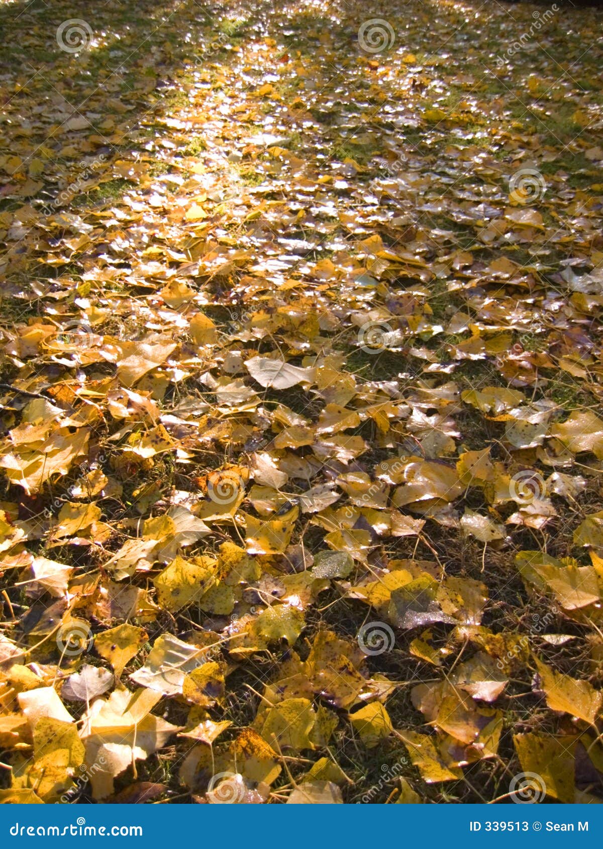 Leaves on the ground stock image. Image of grass, leaves - 339513