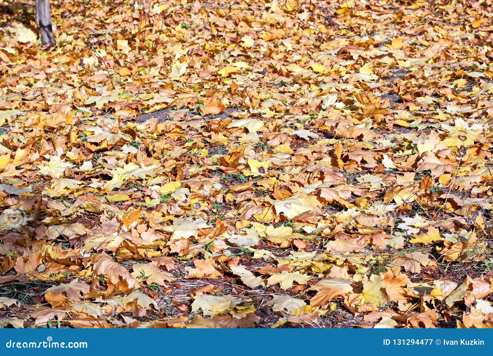 Leaves on the Ground in Autumn As a Background Stock Image - Image of ...