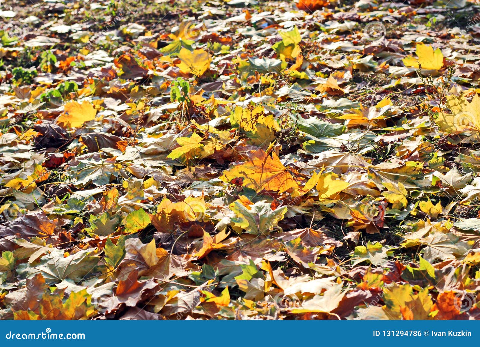 Leaves on the Ground in Autumn As a Background Stock Photo - Image of ...