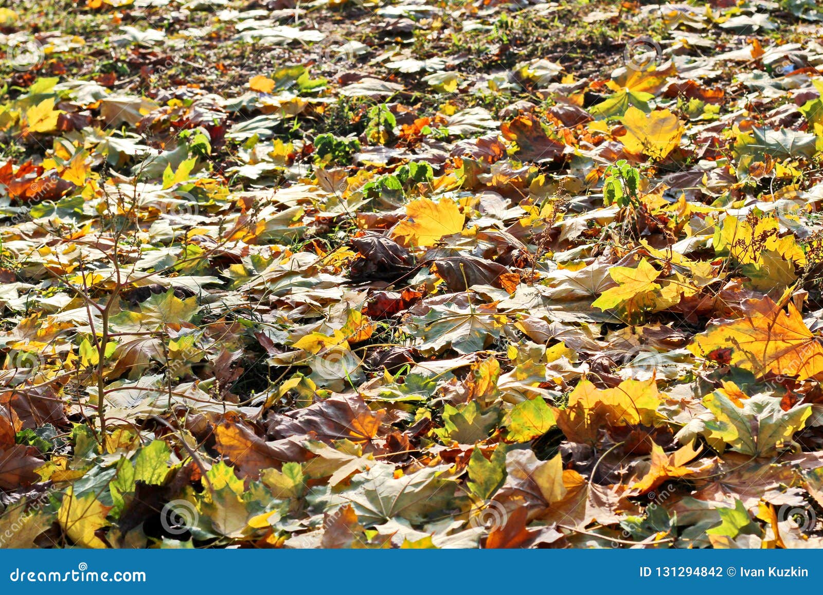 Leaves on the Ground in Autumn As a Background Stock Photo - Image of ...