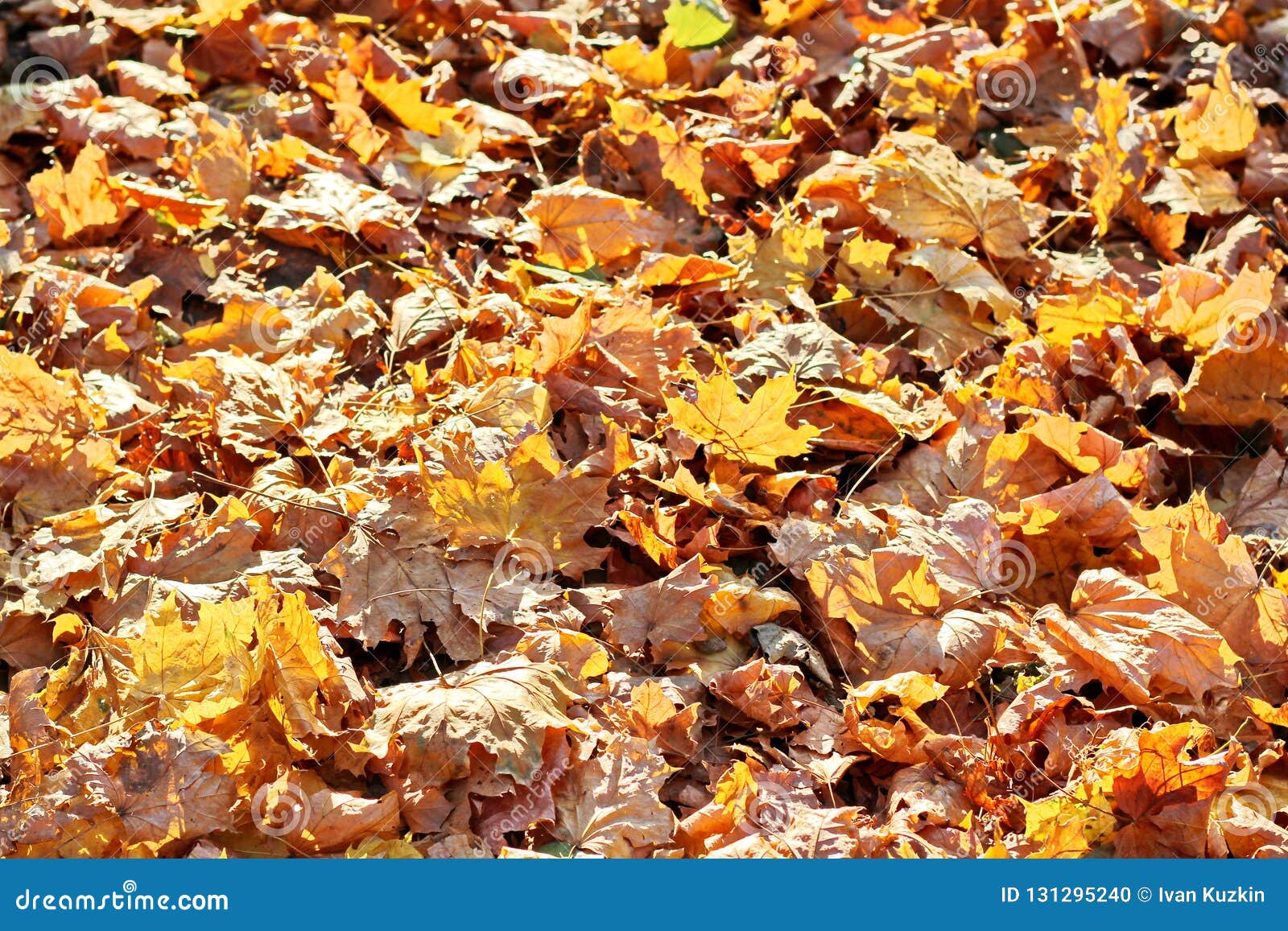 Leaves on the Ground in Autumn As a Background Stock Photo - Image of ...