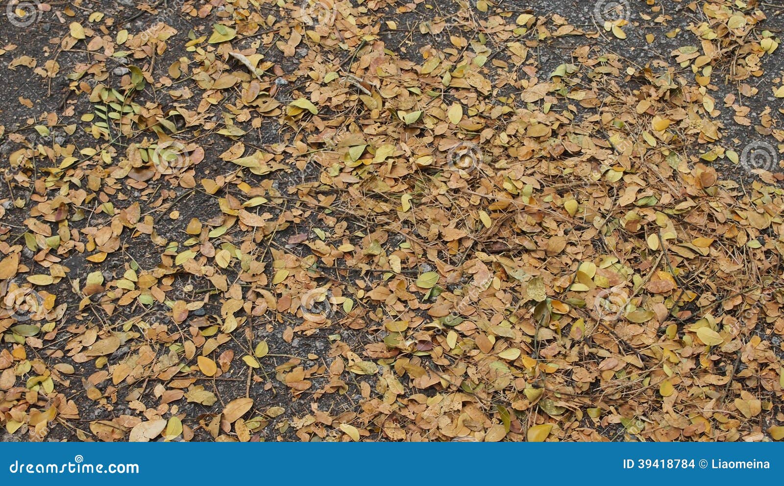 Leaves on ground stock photo. Image of ground, nature - 39418784