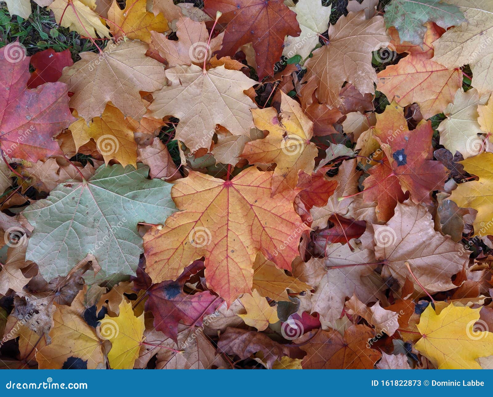 Leaves on the Ground on Fall with Nice Colors Stock Image - Image of ...