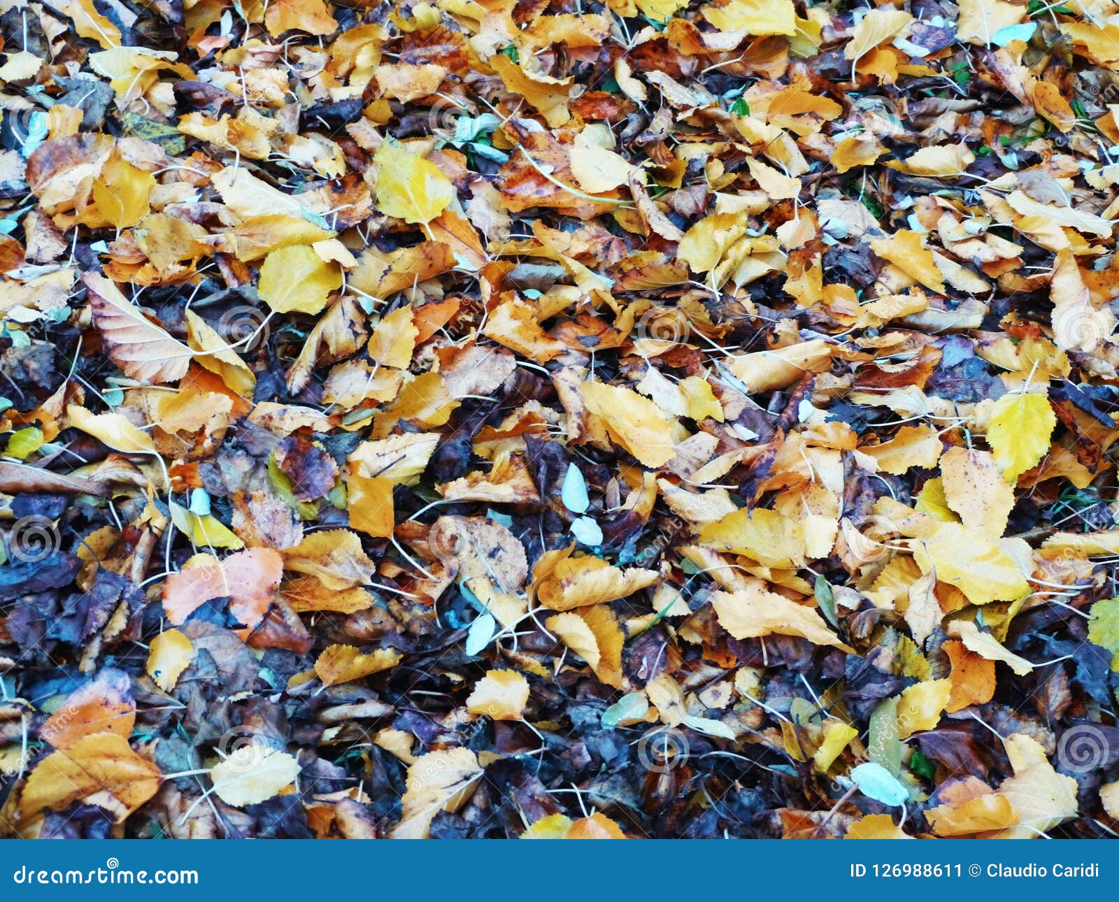 Leaves on the ground stock image. Image of shells, nature - 126988611