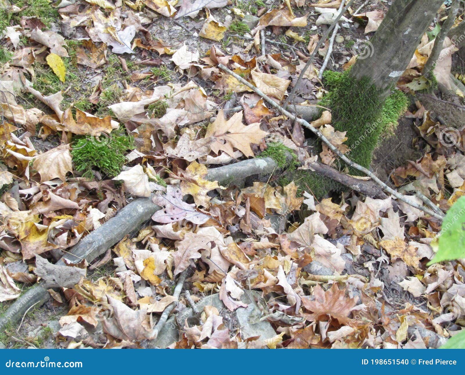 Leaves are begging to fall stock photo. Image of forest - 198651540