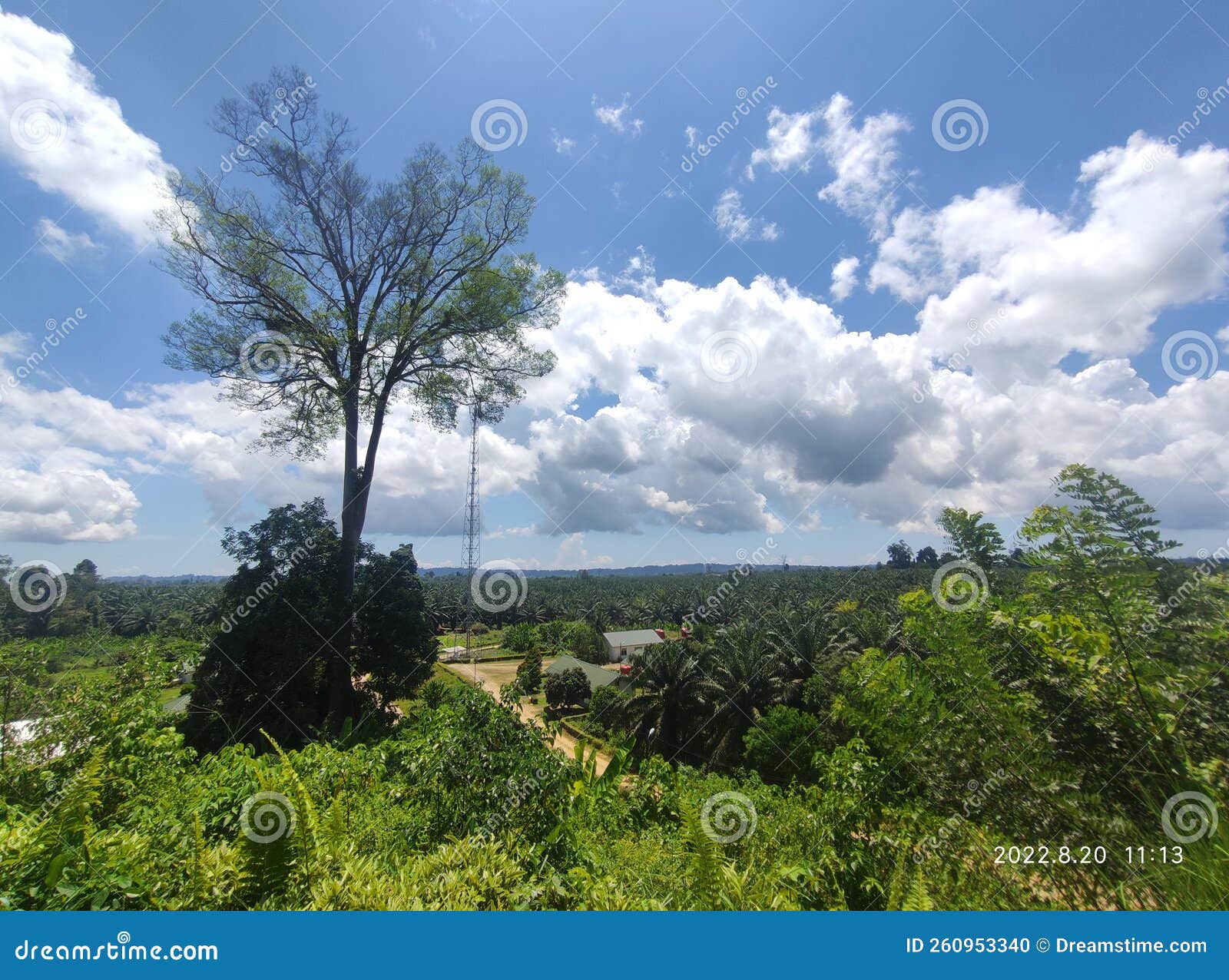 The leaves grow again stock photo. Image of clouds, trees - 260953340