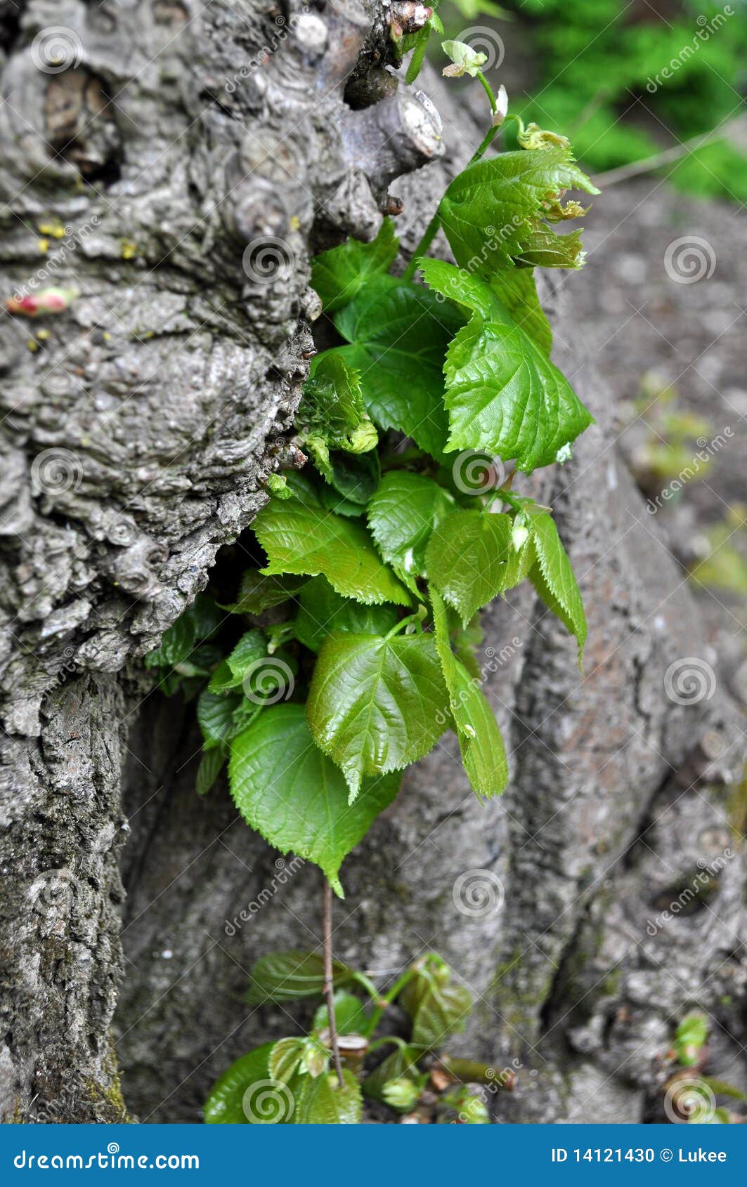 Leaves Growing from the Tree Trunk. Stock Photo - Image of leaf, birch ...