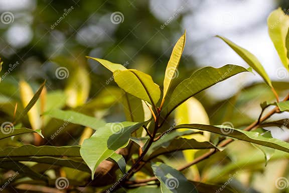 Leaves of Gutta Percha, Palaquium Gutta Stock Image - Image of percha ...