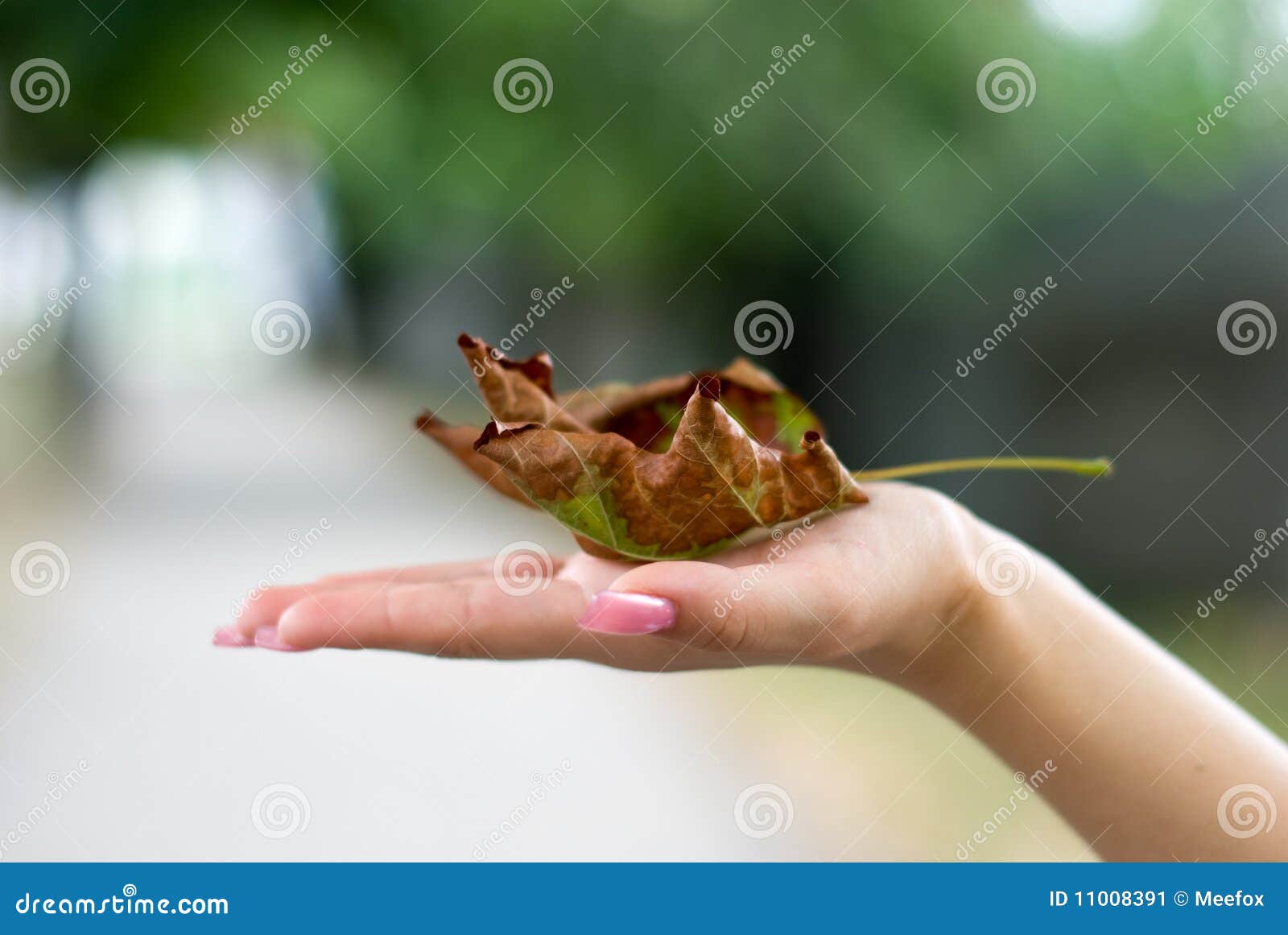 Leaves in hand stock image. Image of life, fingers, nail - 11008391