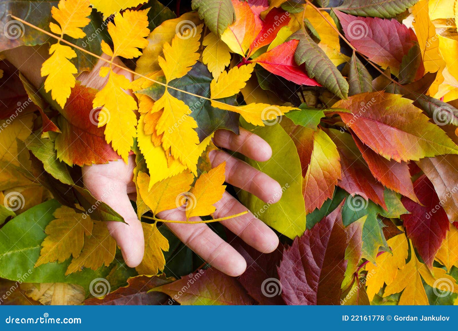 Leaves in hand stock photo. Image of abstract, brown - 22161778