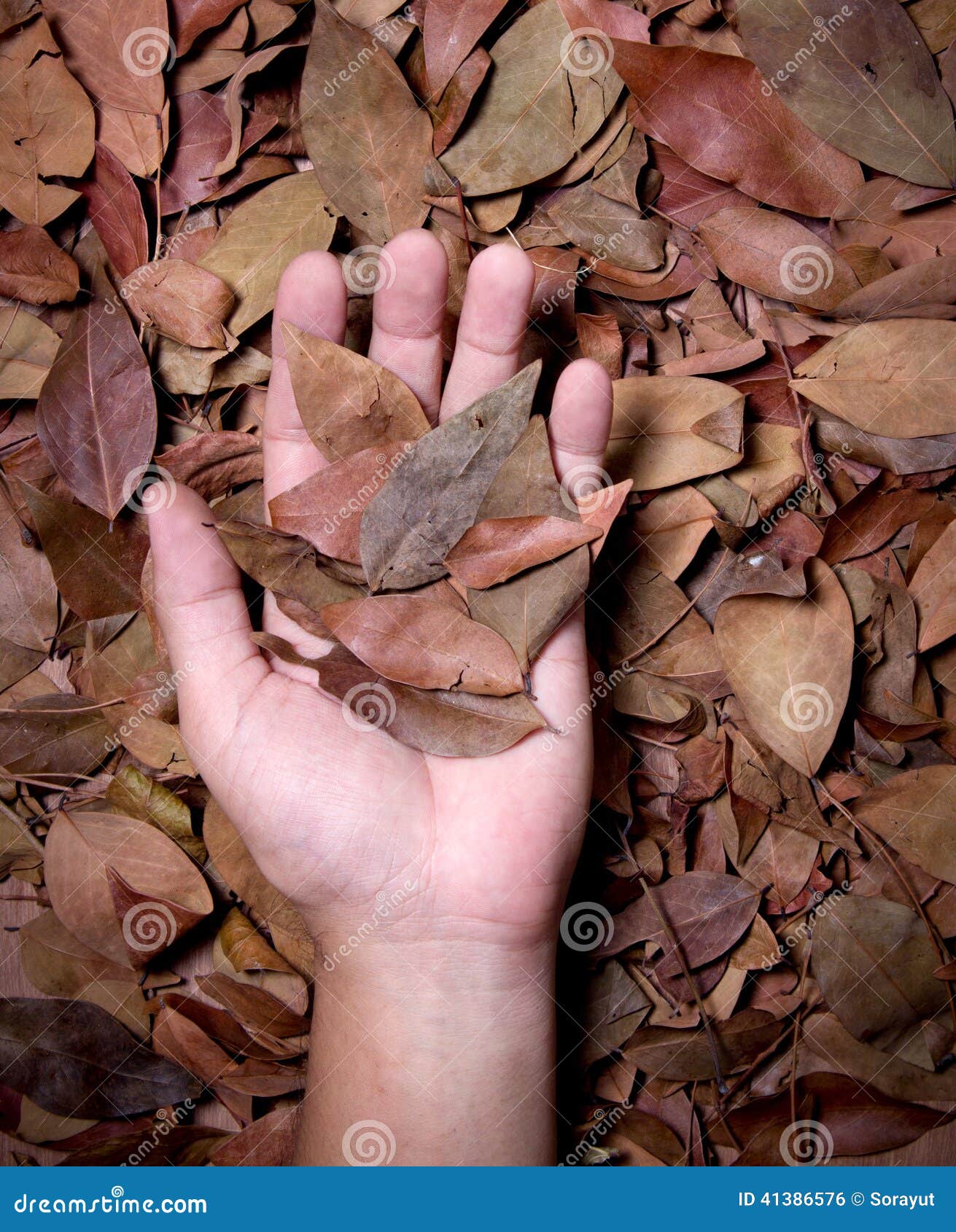 Leaves in hand stock photo. Image of fall, botany, heap - 41386576