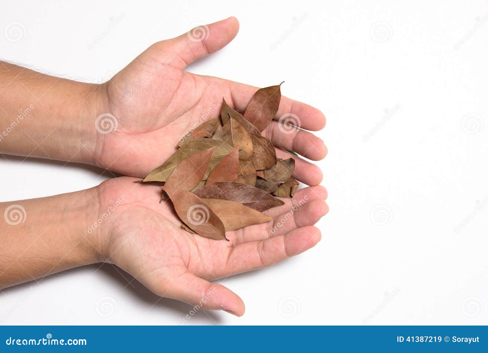 Leaves in hand stock image. Image of climate, frame, hand - 41387219