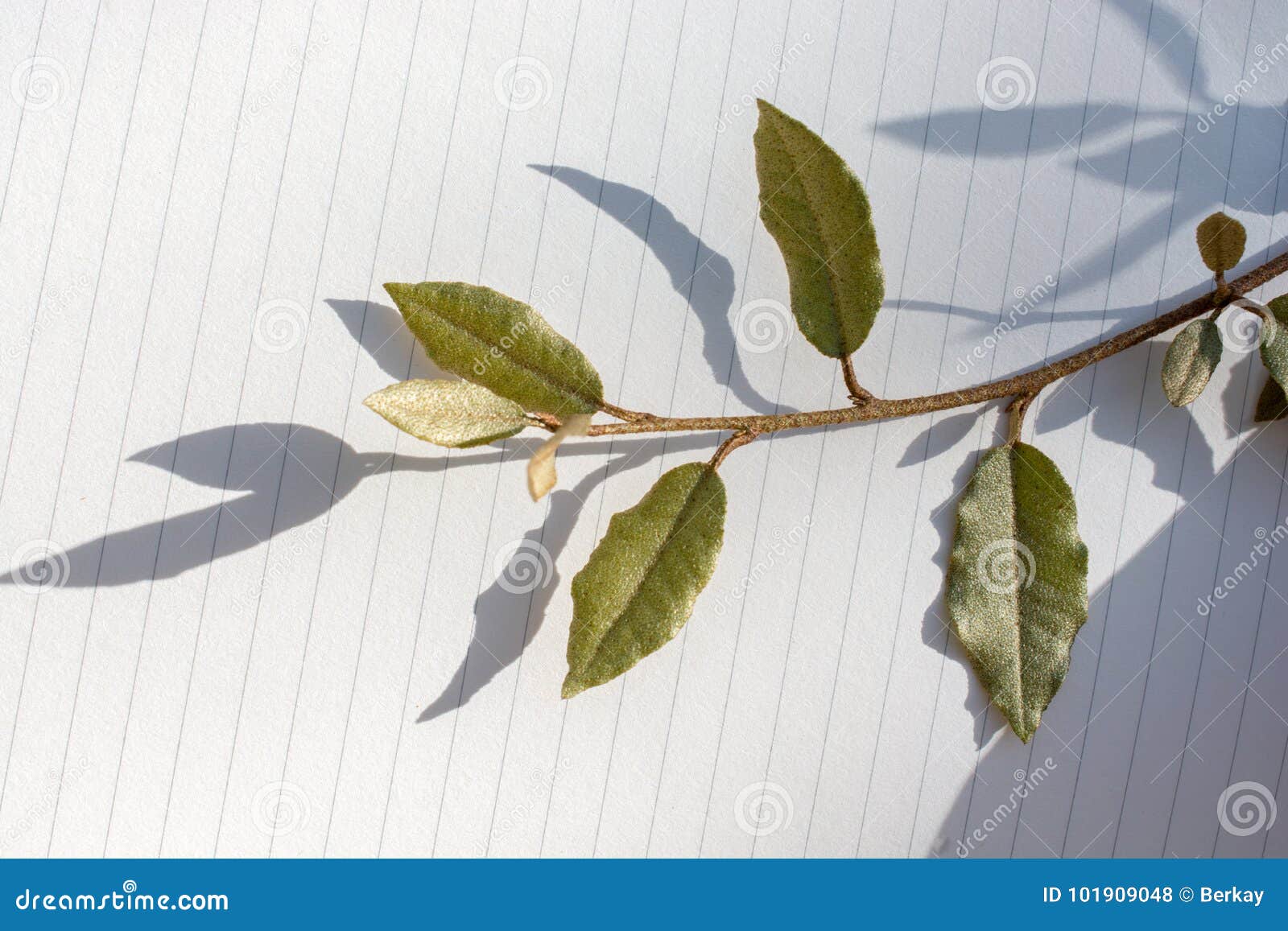 Tree Leaves Over a Notebook Page Stock Photo - Image of fall, tree ...