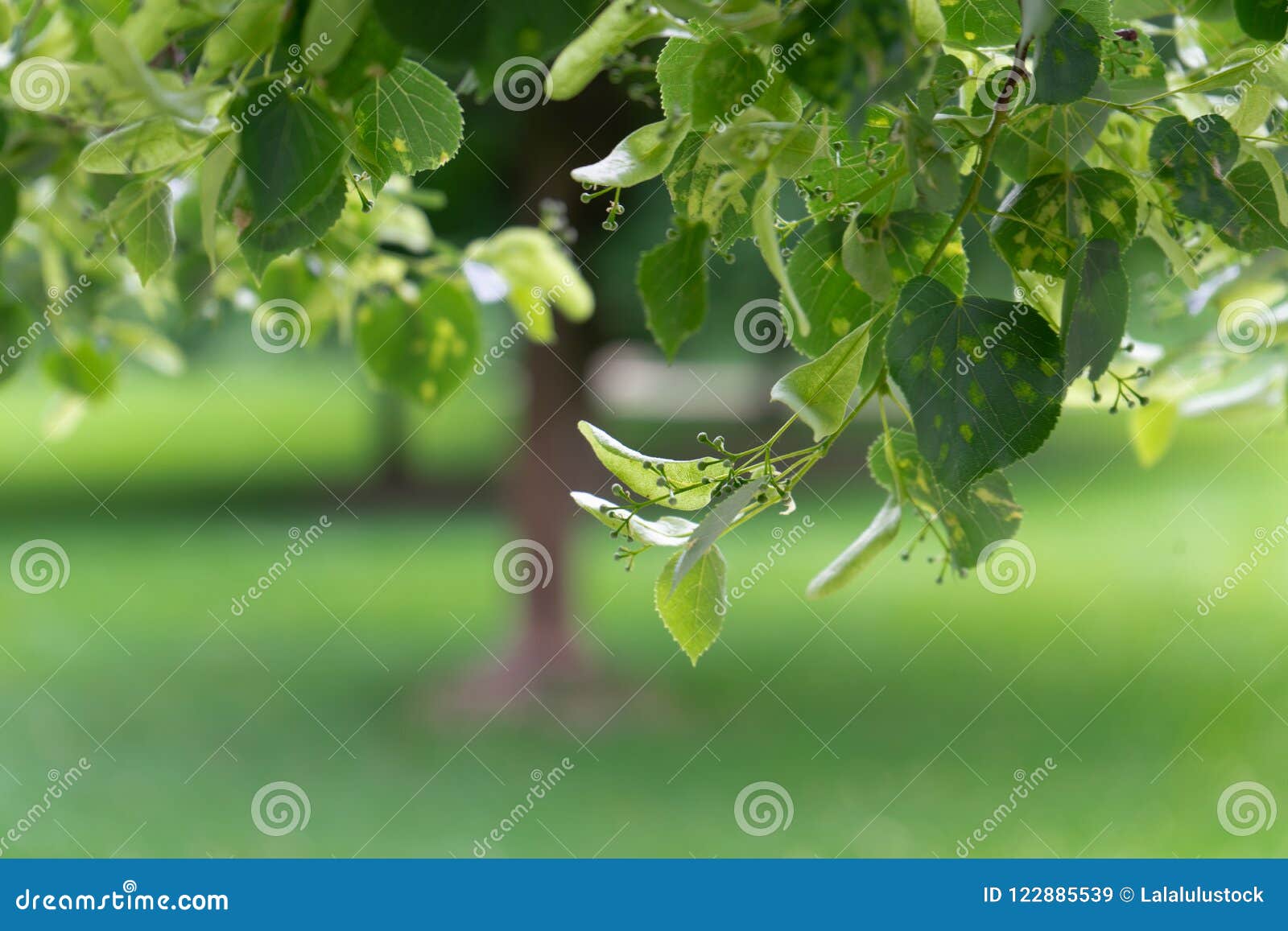 Leaves Hanging from Tree Side View Stock Image - Image of bright ...