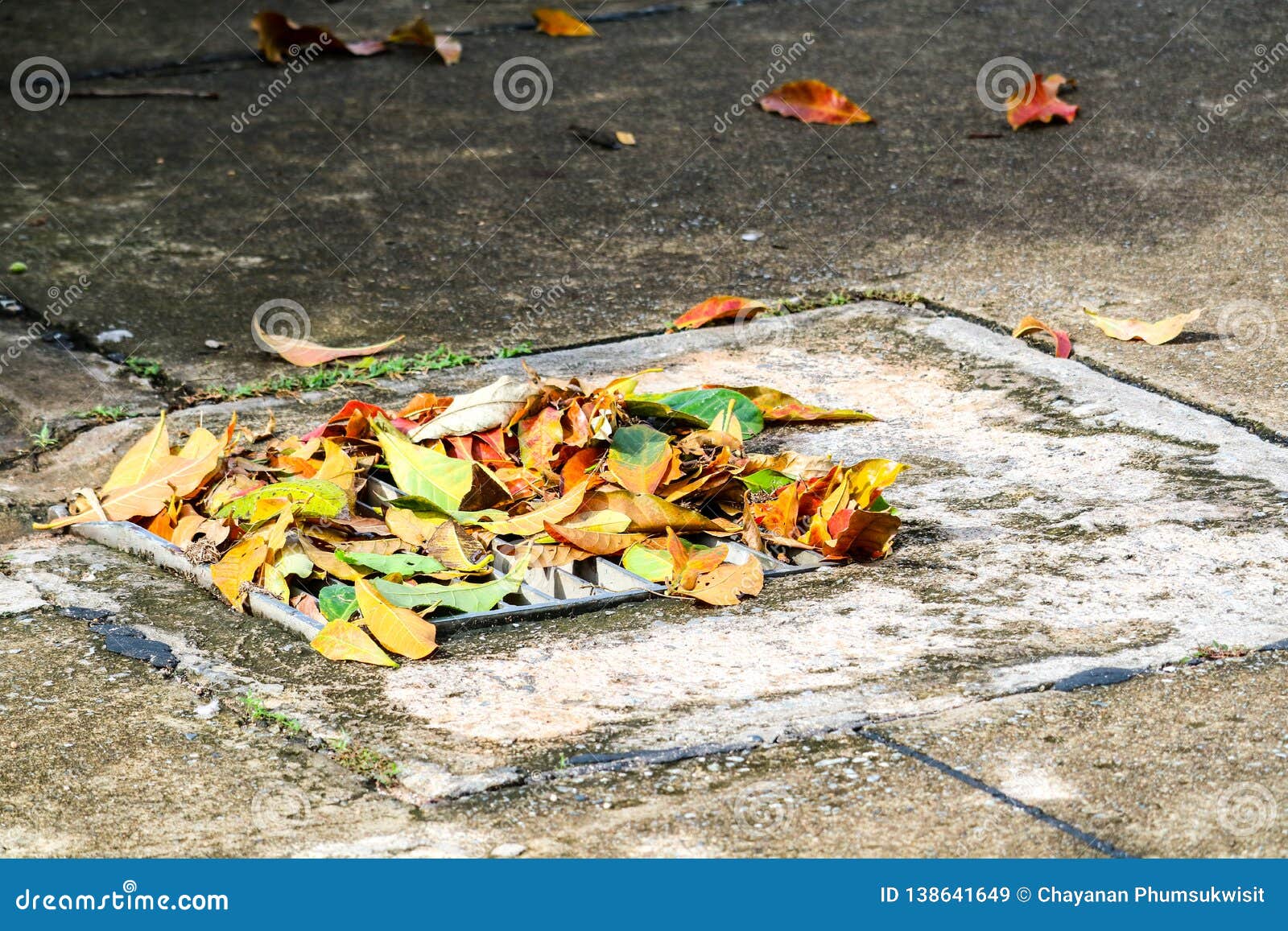Leaves Has Fall after Heavy Rain Drain Drainage Area Cause Flooding ...