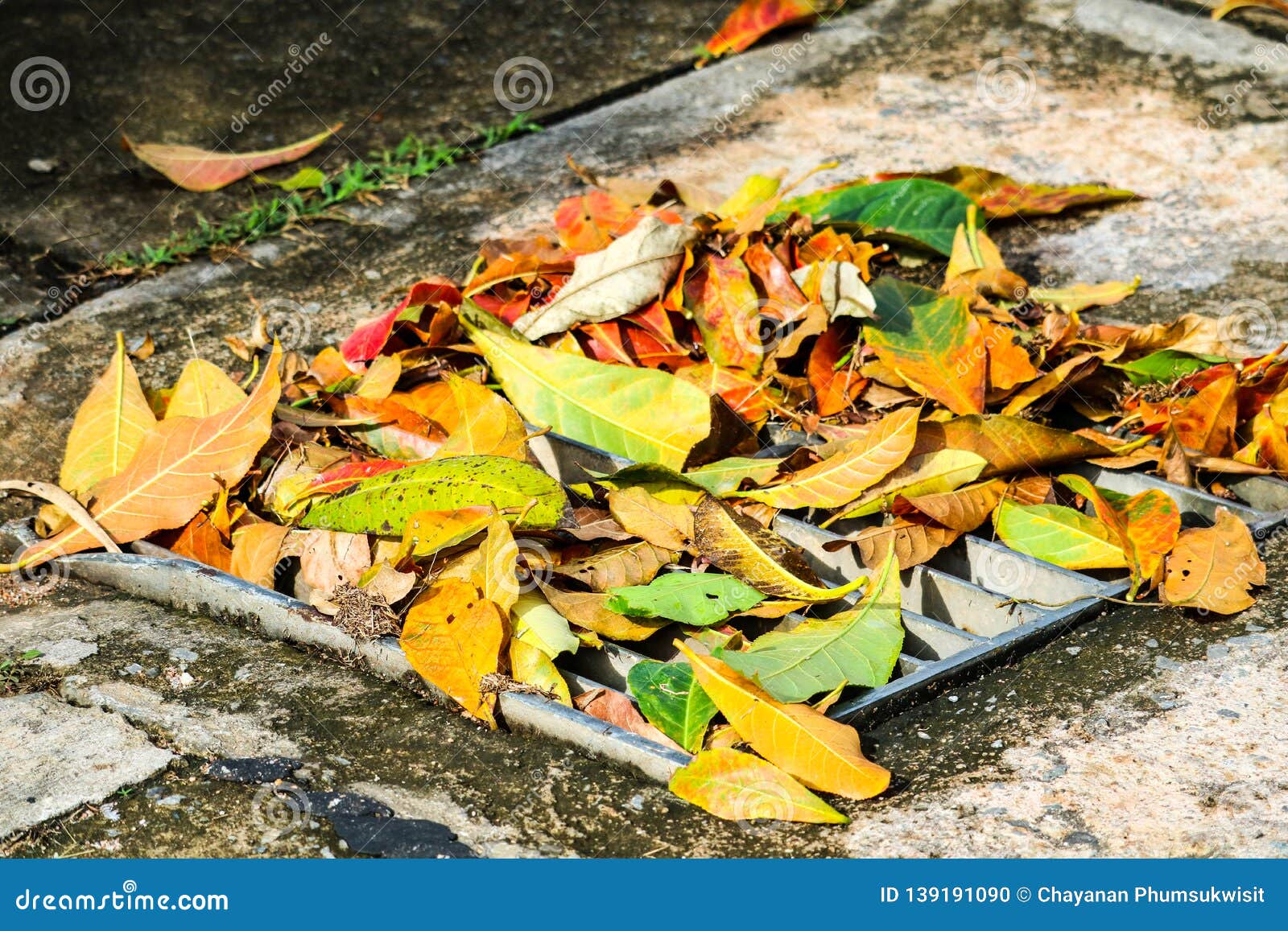 Leaves Has Fall after Heavy Rain Drain Drainage Area Cause Flooding ...