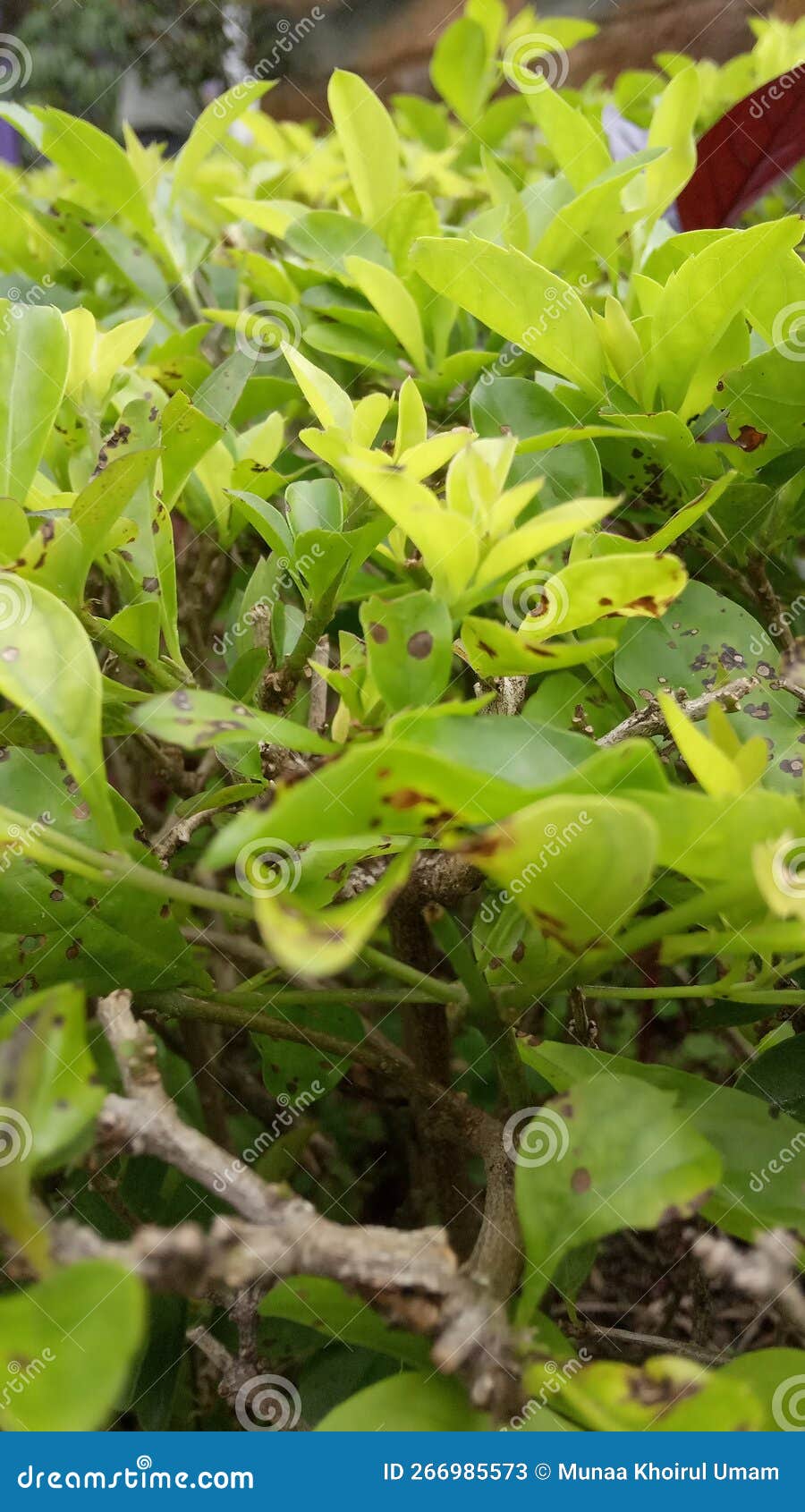 Leaves have been eaten stock image. Image of evergreen - 266985573