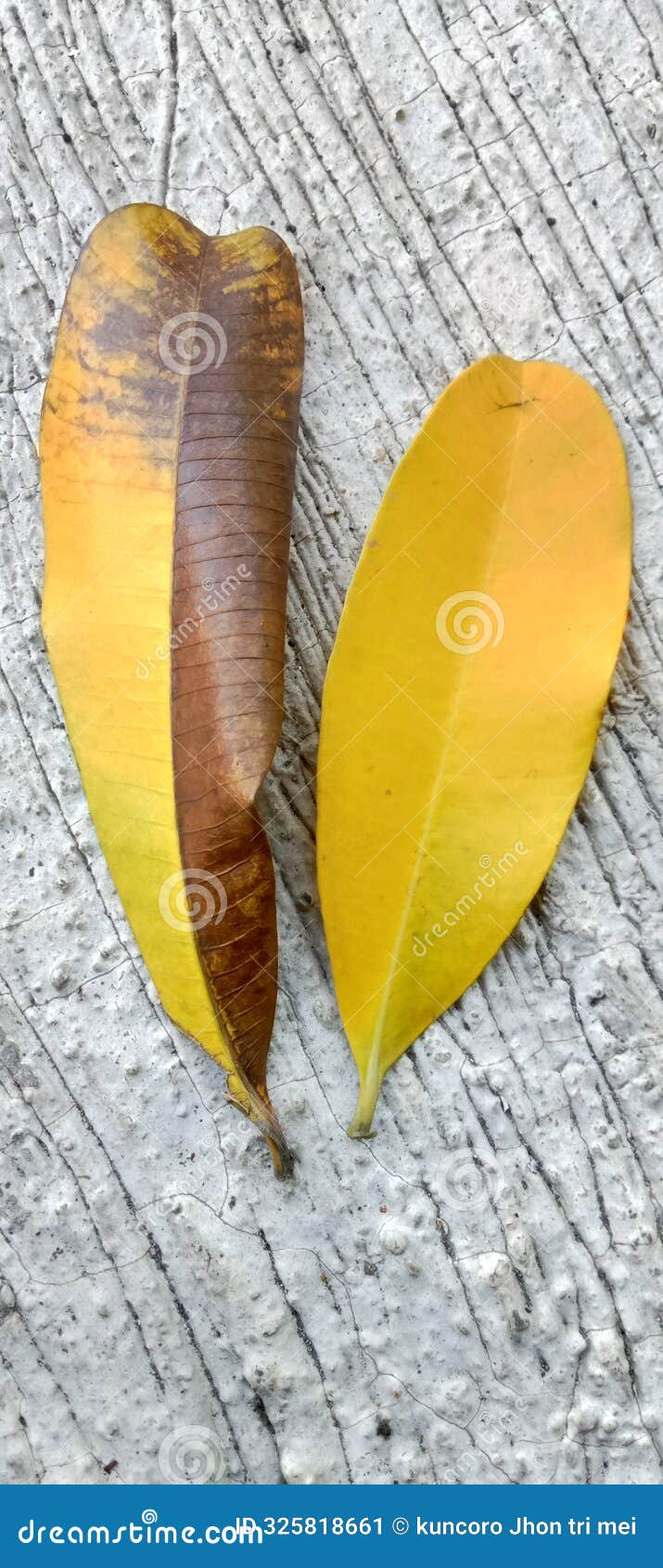 Leaves that Have Fallen Off Their Stems because they are No Longer ...