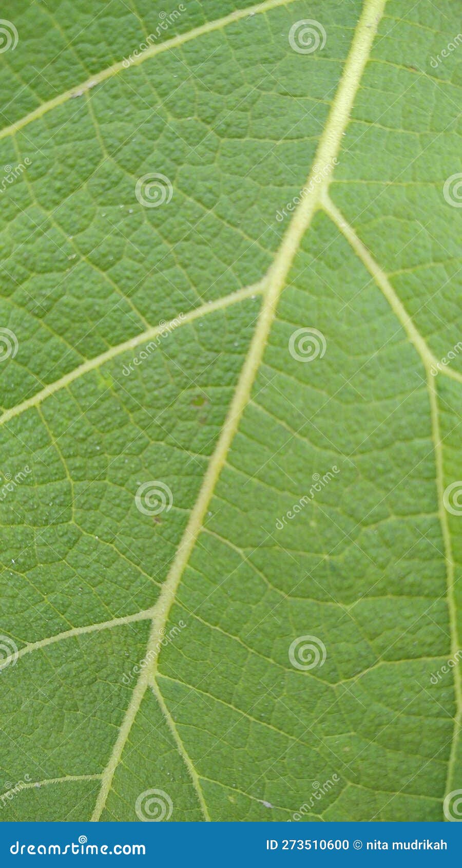 Leaves that Have a Rough Texture on the Surface Stock Photo - Image of ...