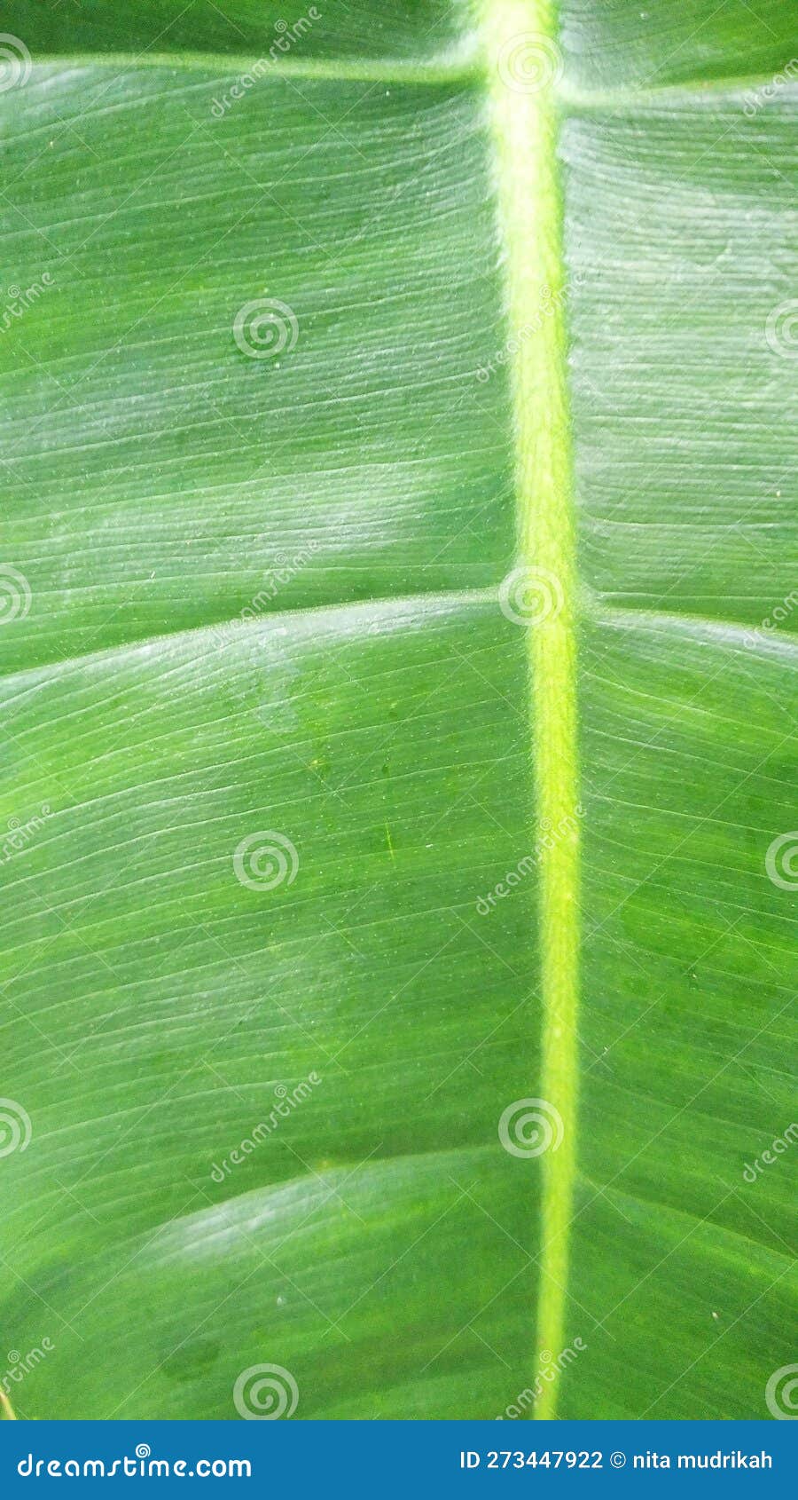 Leaves that Have a Smooth Surface Stock Photo - Image of sunlight ...