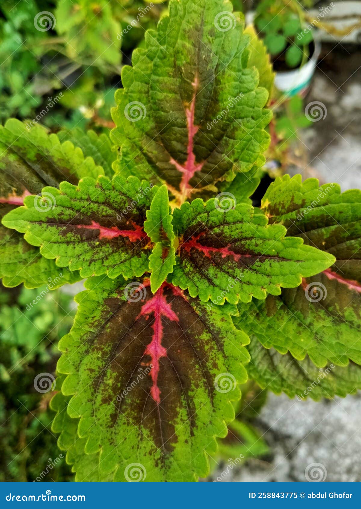 Leaves that Have Three Unique Colors Stock Image - Image of unique ...