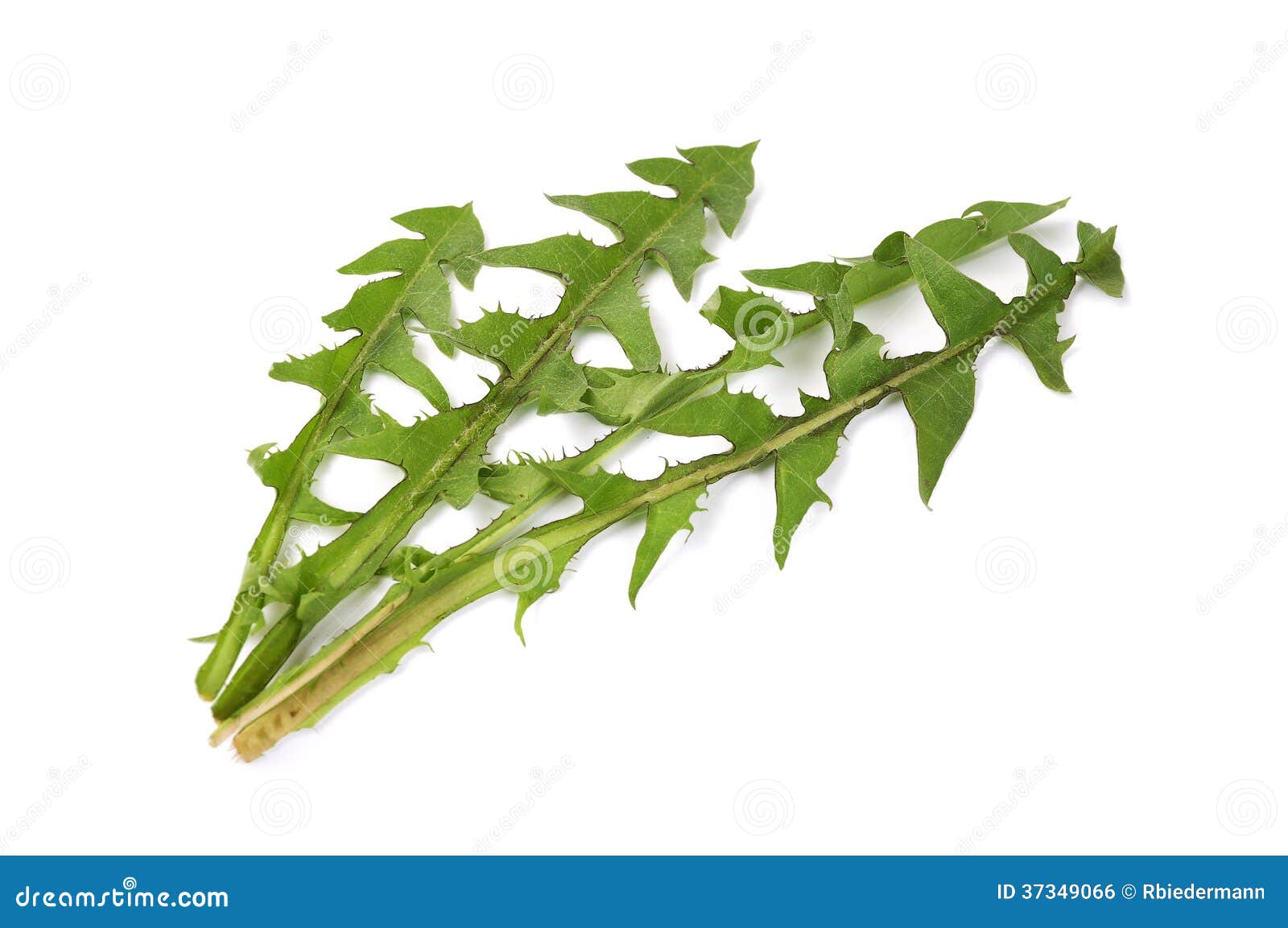 Leaves of hawkbit stock photo. Image of organic, leaves - 37349066