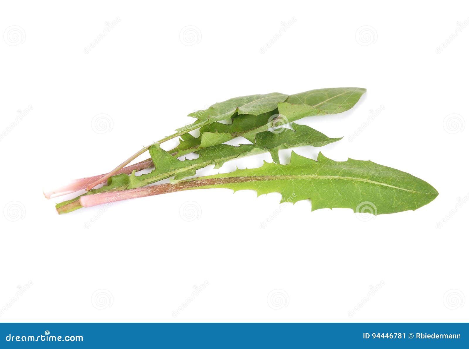 Leaves of hawkbit stock image. Image of hawkbit, leaves - 94446781