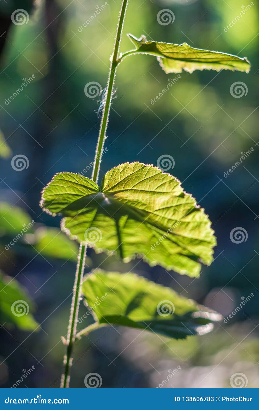 Leaves of hazel, summer stock image. Image of bokeh - 138606783