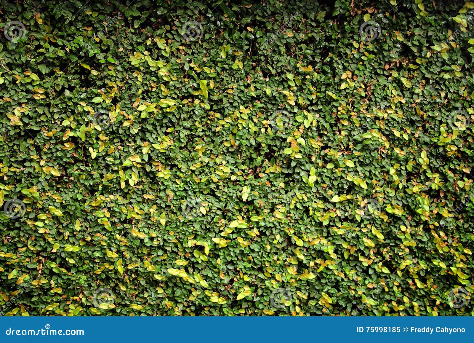 Leaves hedge texture stock image. Image of outdoor, foliage - 75998185