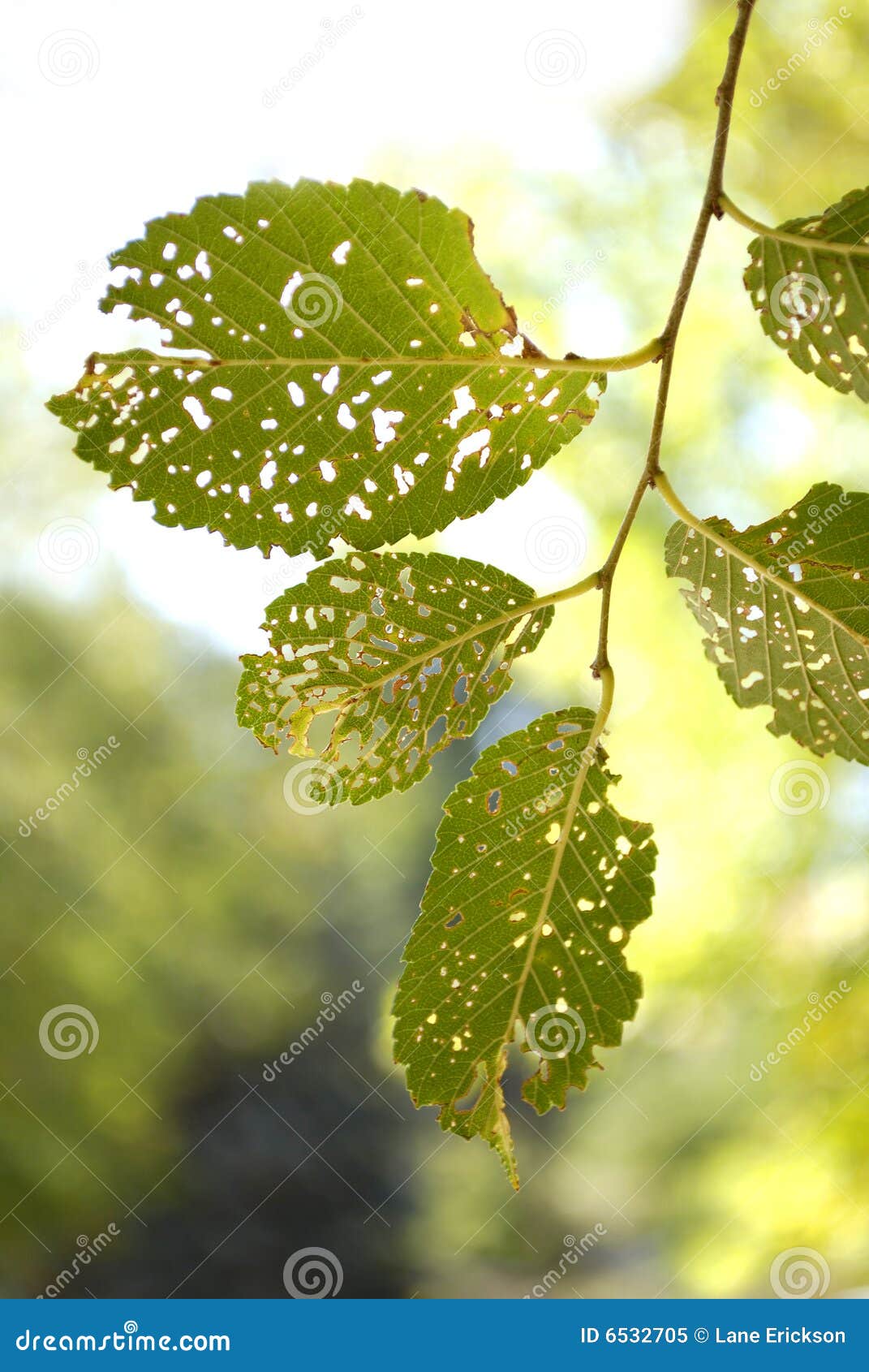 Leaves with Holes stock image. Image of insects, infestation - 6532705