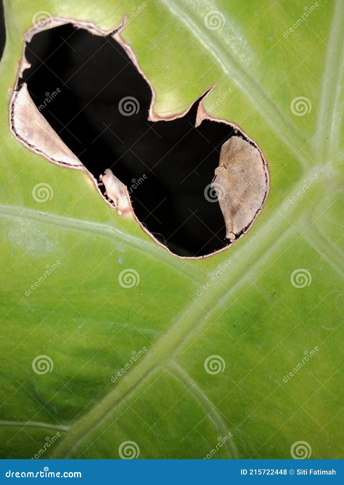 Leaves with Holes Due To Insects Stock Photo - Image of yellow, insect ...