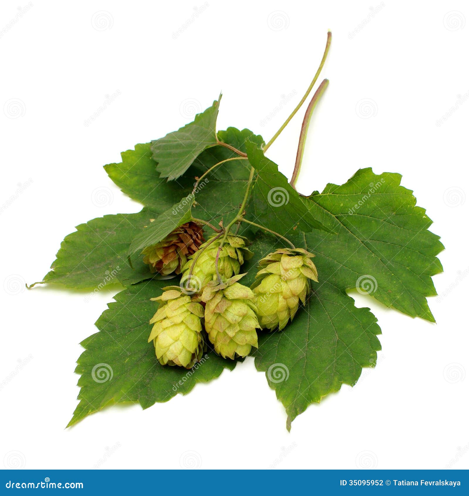 Leaves with hops stock photo. Image of botanical, alcohol - 35095952